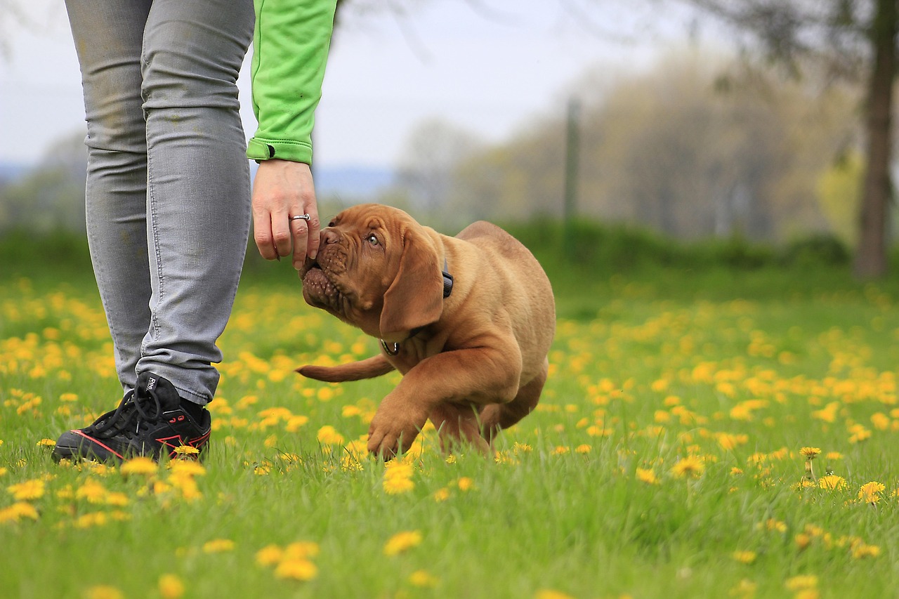 Bourgogne Chien Dogue - Photo gratuite sur Pixabay