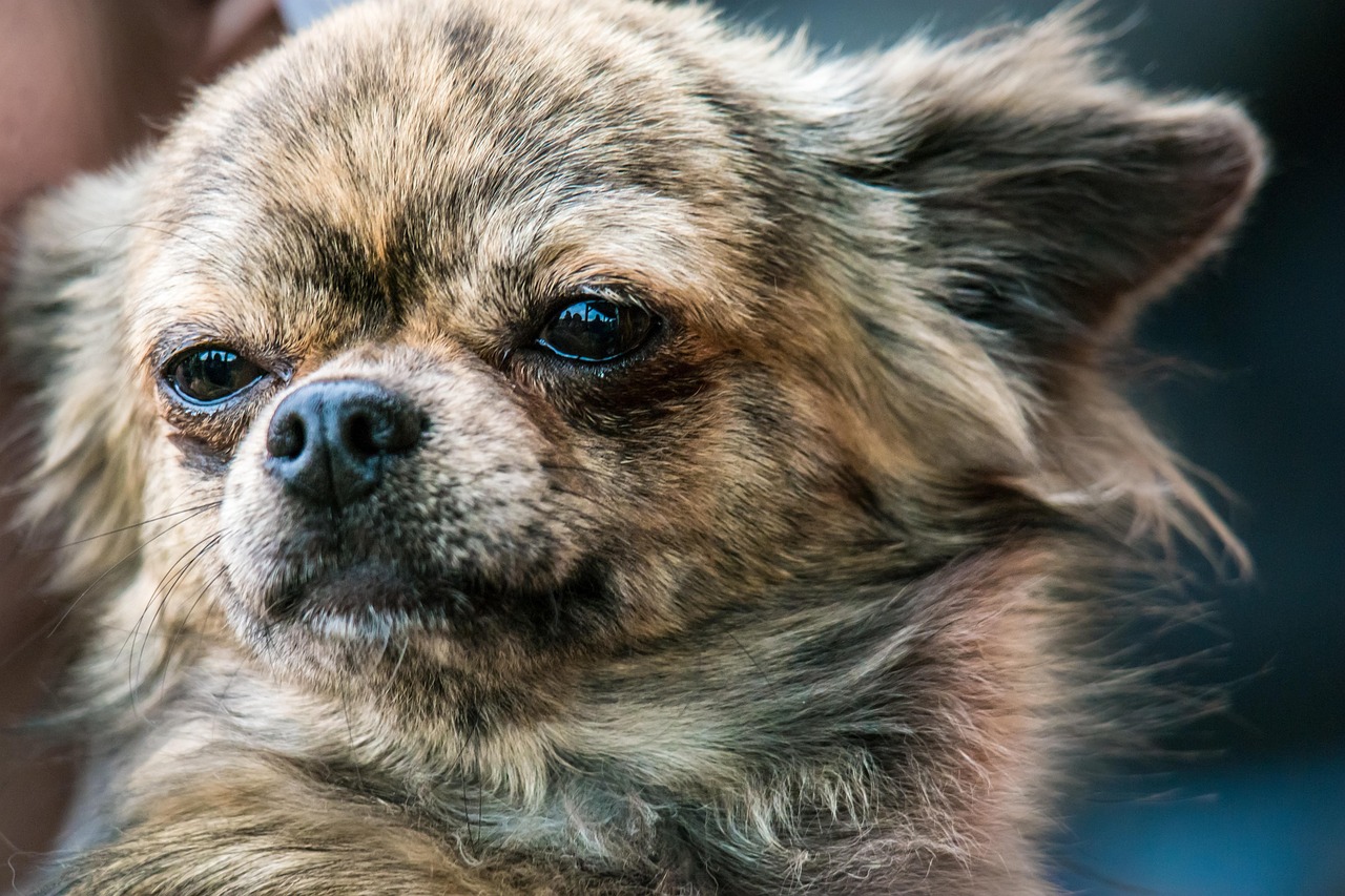 Chihuahua Cachorro Chiwawa - Foto gratuita no Pixabay - Pixabay