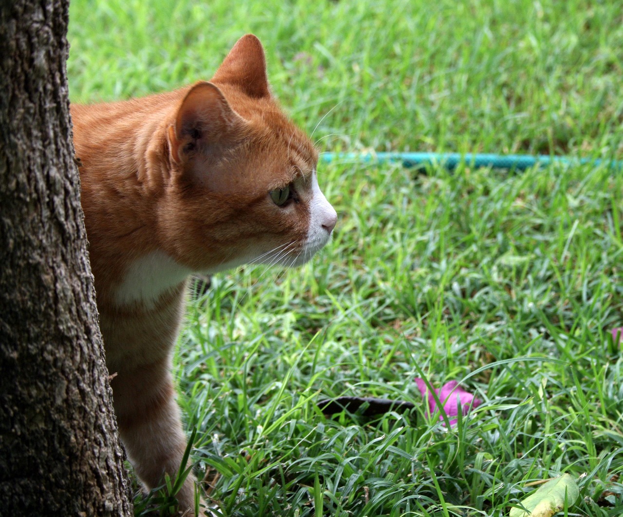 Domestic Cat Pet - Free photo on Pixabay
