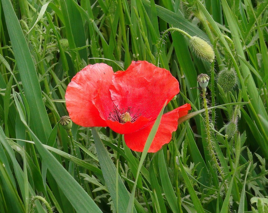 Poppy Bunga-Bunga Bunga - Foto gratis di Pixabay - Pixabay