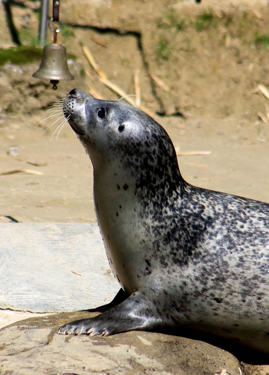 Foca Zoo - Foto gratis en Pixabay - Pixabay