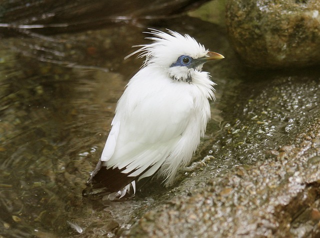 Balistar Bird Animal - Free photo on Pixabay - Pixabay