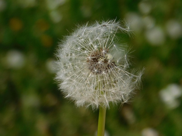 Flor Alcachofa De La Ducha - Foto gratis en Pixabay - Pixabay
