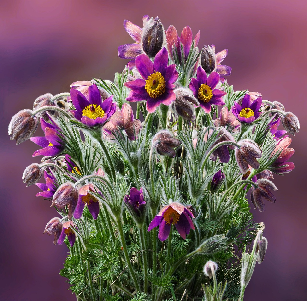 Flor Pulsatilla Primavera - Foto gratuita no Pixabay - Pixabay