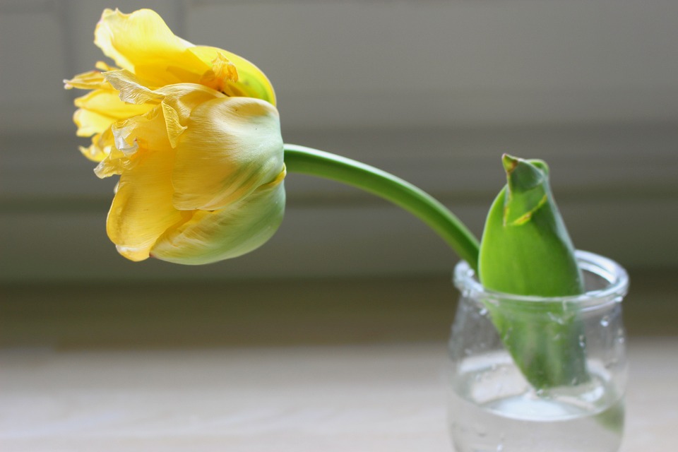 Tulip Amarillo Flor - Foto gratis en Pixabay - Pixabay