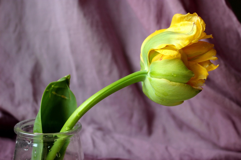 Tulip Amarillo Flor Tulipán De - Foto gratis en Pixabay - Pixabay