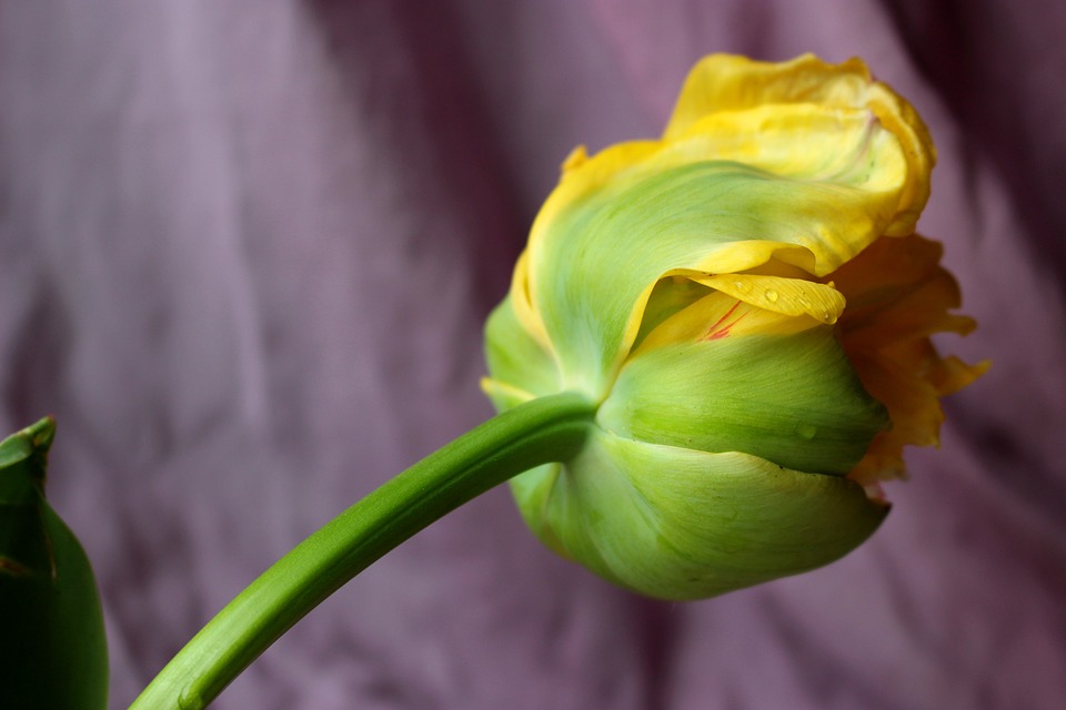 Tulip Amarillo Primavera - Foto gratis en Pixabay - Pixabay