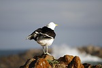7 Ruffled feathers Synonyms. Similar words for Ruffled feathers.