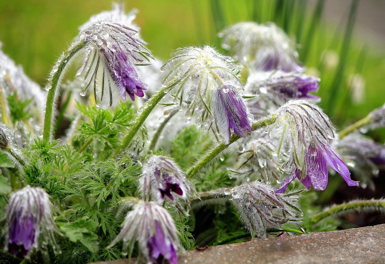 2+ Free Rainflower & Purple Images - Pixabay