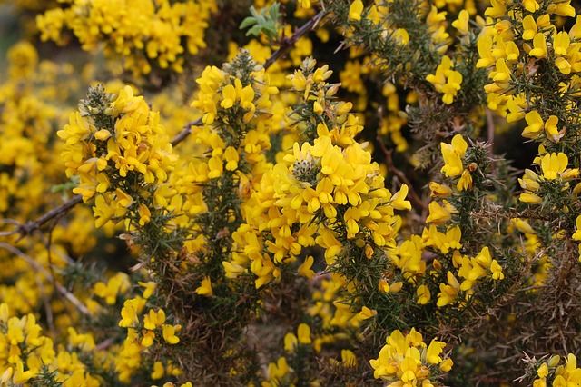 Broom Flower Nature - Free photo on Pixabay
