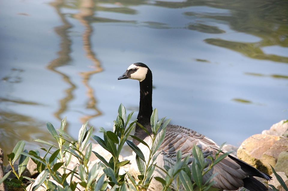 Canadian Goose Pond Flowers - Free photo on Pixabay - Pixabay