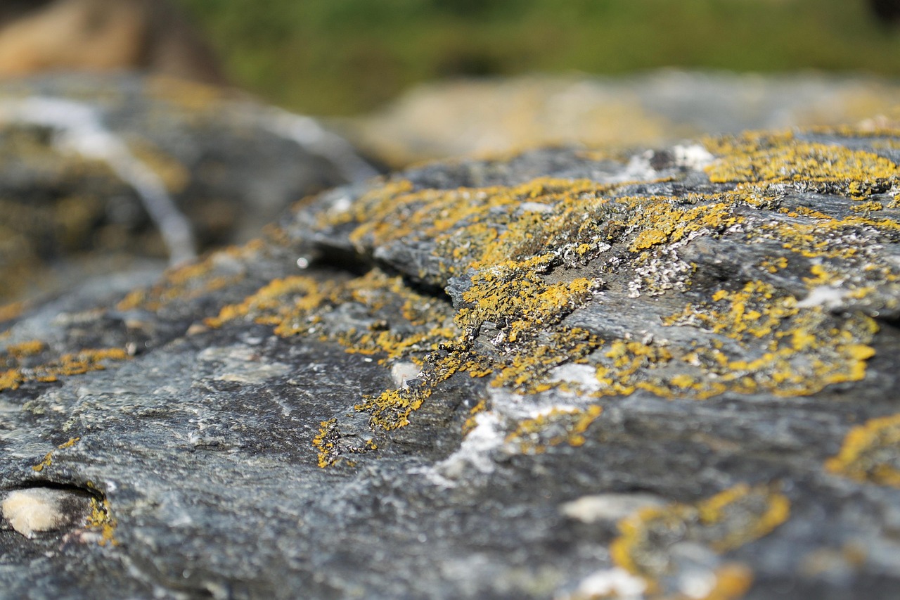 Rocks Yellow Mushrooms - Free photo on Pixabay - Pixabay