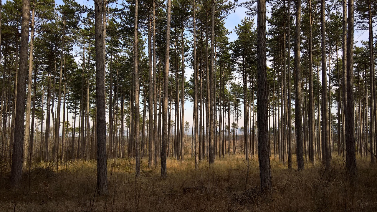 Forêt Le Printemps Ambiance - Photo gratuite sur Pixabay - Pixabay
