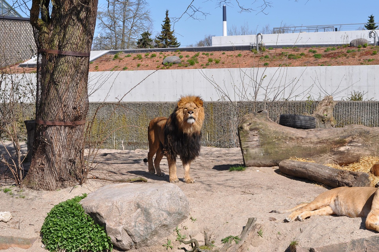 Zoo Lion Mâle - Photo gratuite sur Pixabay - Pixabay