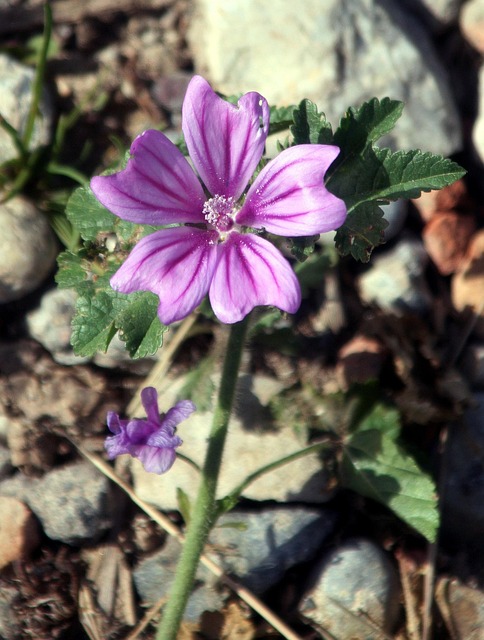 Flower Pink Nature - Free photo on Pixabay