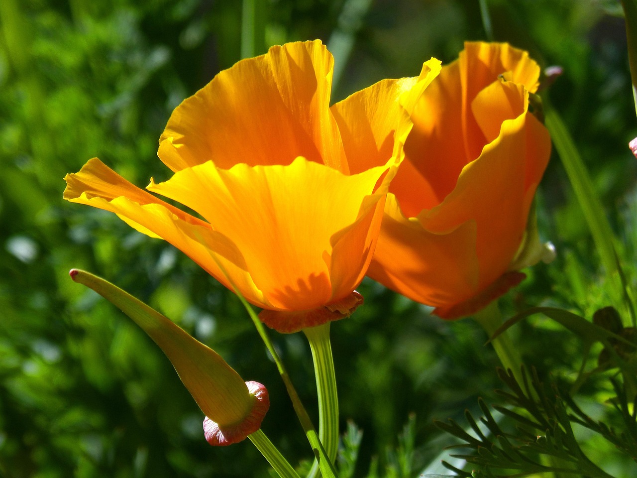 100+ Free California Poppy & Nature Images - Pixabay