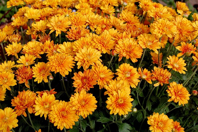 Mums Garden Orange - Free photo on Pixabay