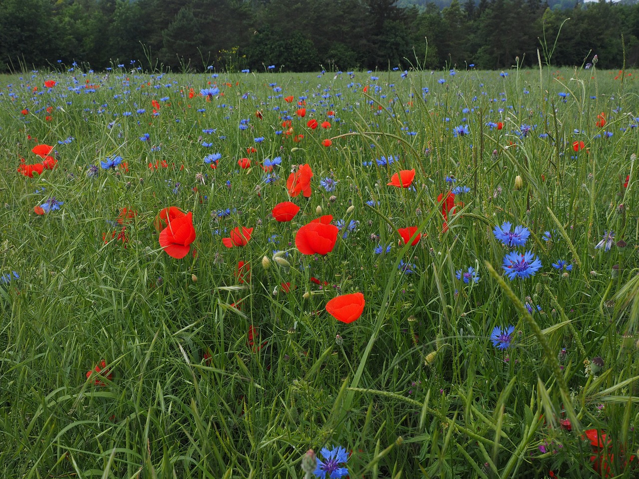 Poppy Field Cornflower Corn - Free photo on Pixabay - Pixabay
