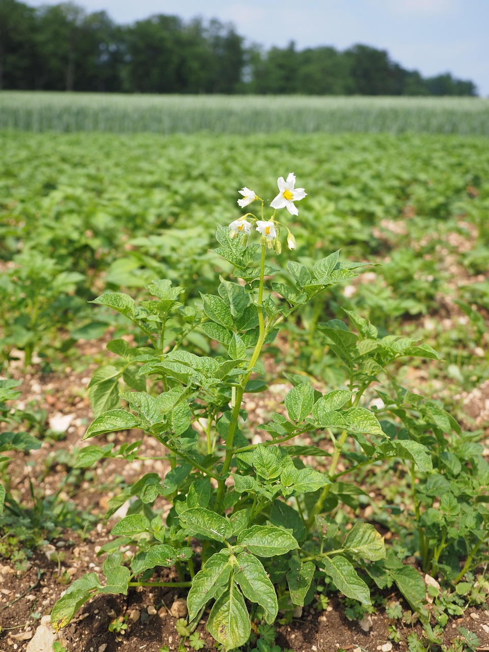 70,000+ Free Potato Field & Potato Images - Pixabay