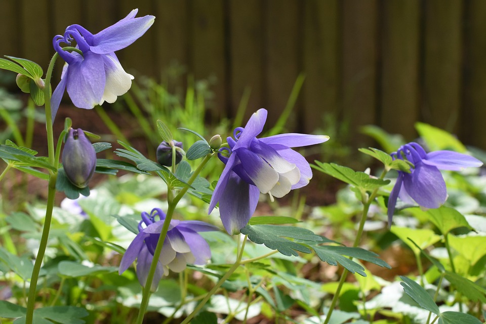 Wildflower Purple Seoul - Free photo on Pixabay - Pixabay