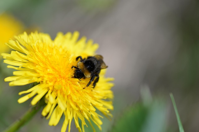 Bumblebee Blossom Bloom Close - Free photo on Pixabay - Pixabay