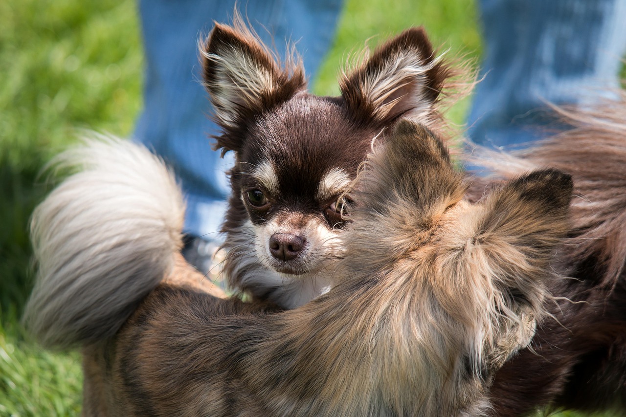 Chihuahua Chien Chiwawa - Photo gratuite sur Pixabay