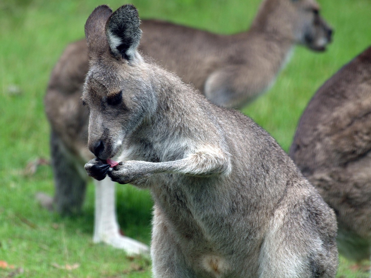Kangourou Chambre Australie - Photo gratuite sur Pixabay - Pixabay