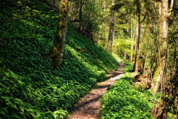 6+ kostenlose Fußpfad und Wanderweg-Bilder - Pixabay