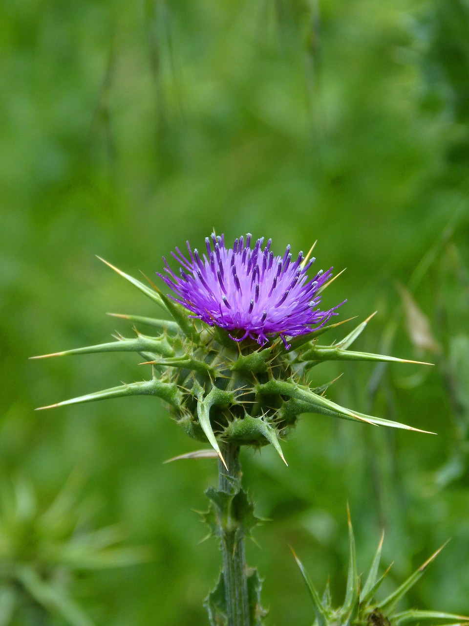 8,000+ Free Thorns Thistles & Thistle Images - Pixabay