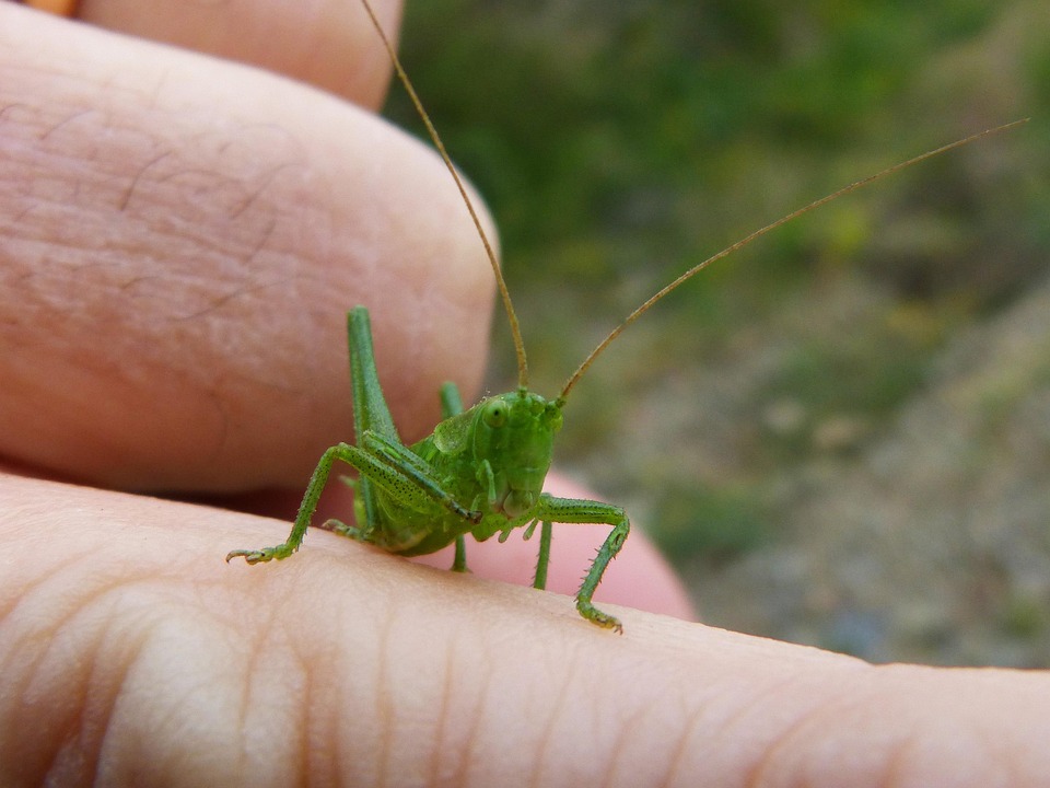 Green Grasshopper Tiny Lobster - Free photo on Pixabay - Pixabay
