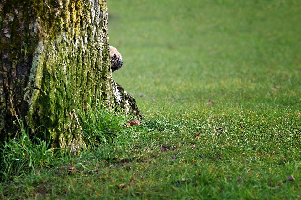 Dog Tree Animal - Free photo on Pixabay - Pixabay