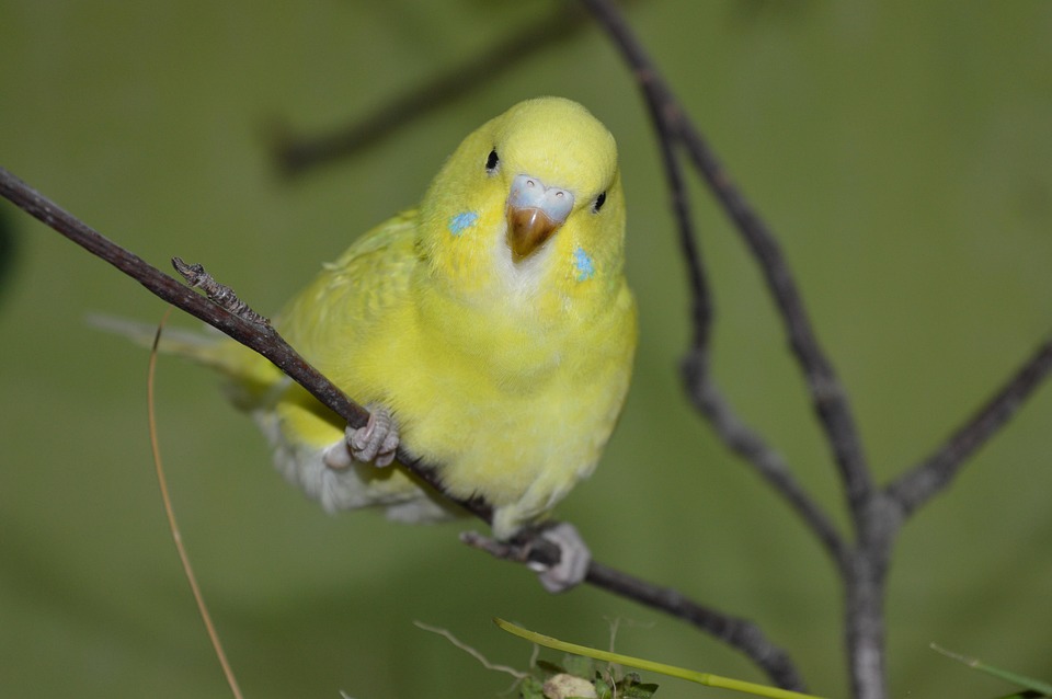Budgie Kuning Burung - Foto gratis di Pixabay - Pixabay