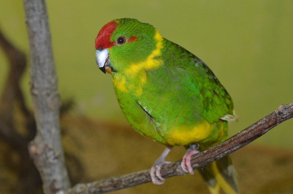 Perico Periquito Corriendo - Foto gratis en Pixabay