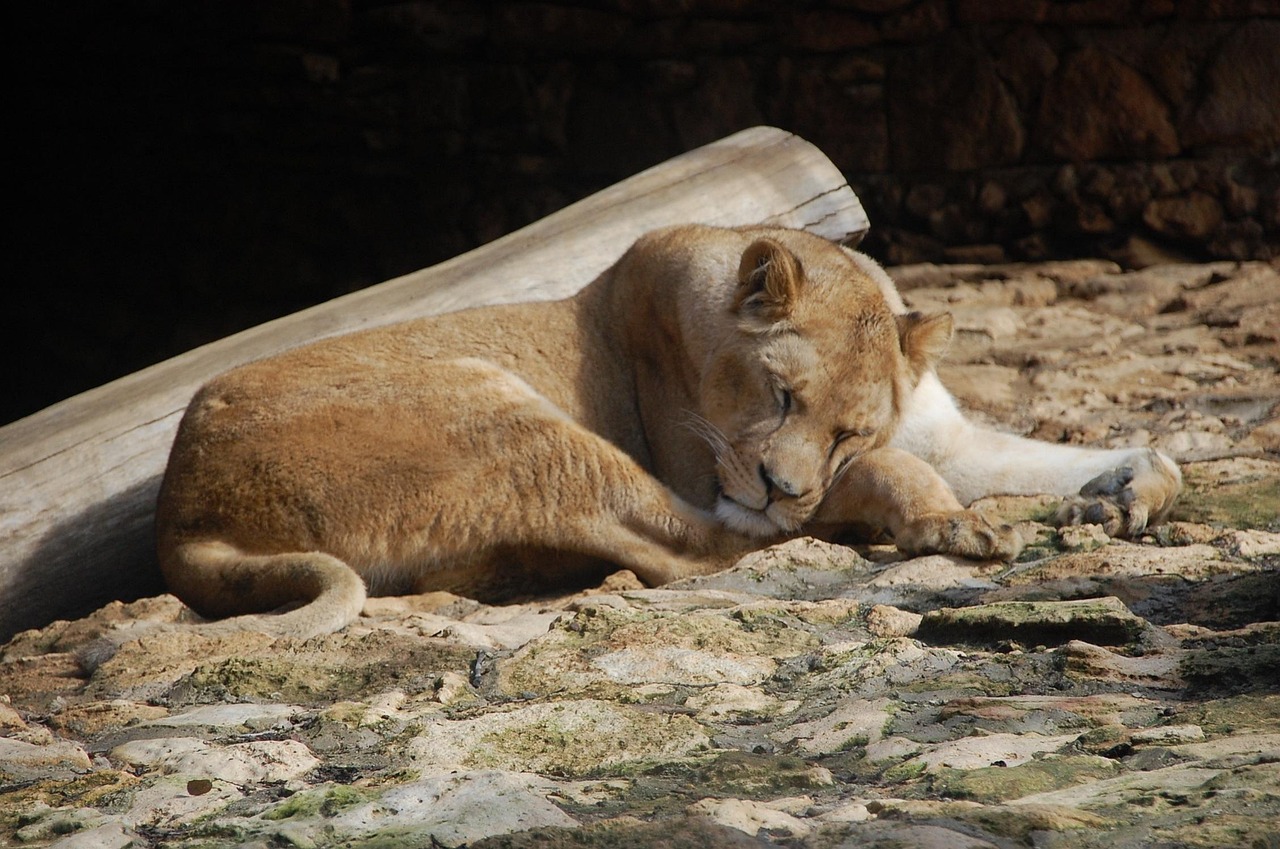 Animals Tigress - Free photo on Pixabay - Pixabay