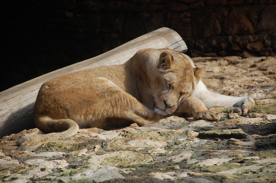 Animals Tigress - Free photo on Pixabay - Pixabay