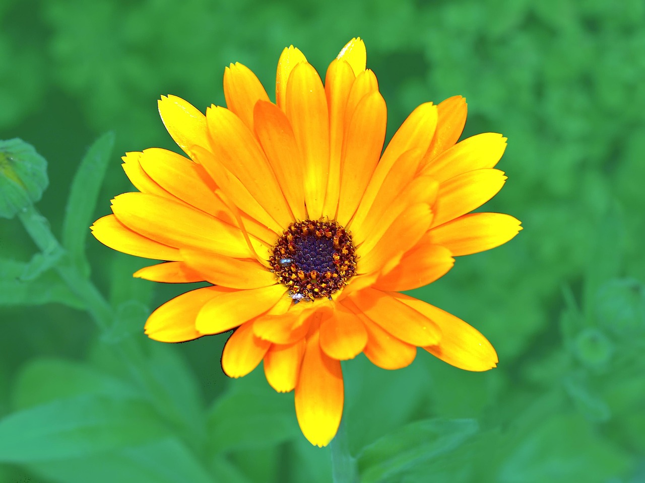 October Birth Flower Calendula