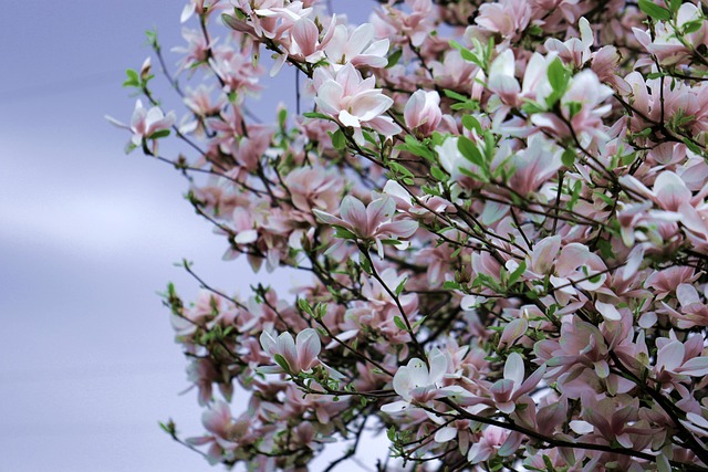 Magnolia Tree Spring - Free photo on Pixabay