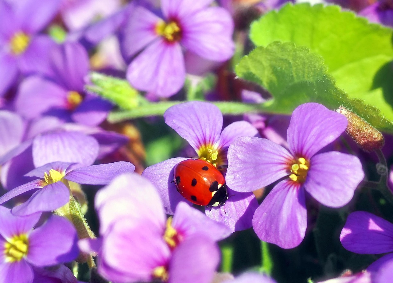 Ladybug Flower Wallpaper
