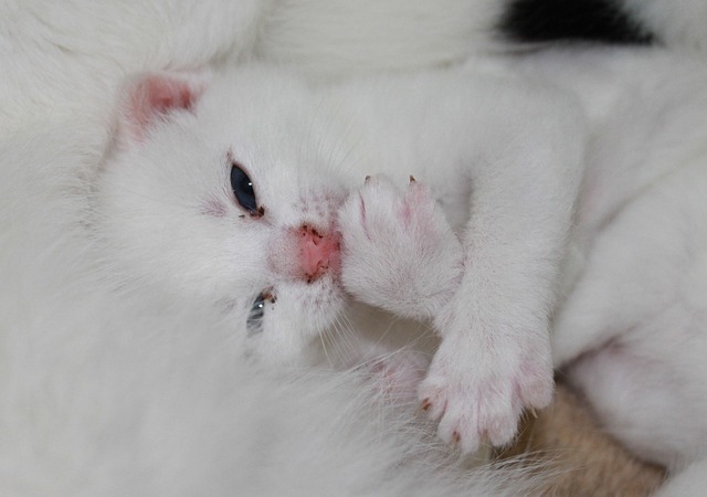 Young Kitten Sweet Domestic Animal - Free photo on Pixabay - Pixabay