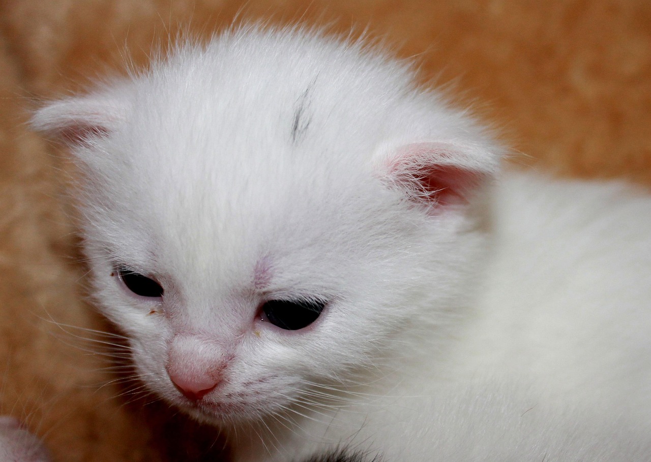 Jeune Chaton Sweet Animal - Photo gratuite sur Pixabay - Pixabay