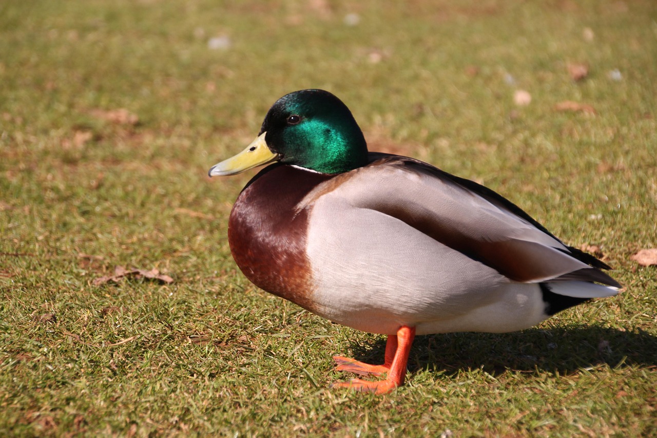 Duck Sun Dry - Free photo on Pixabay - Pixabay