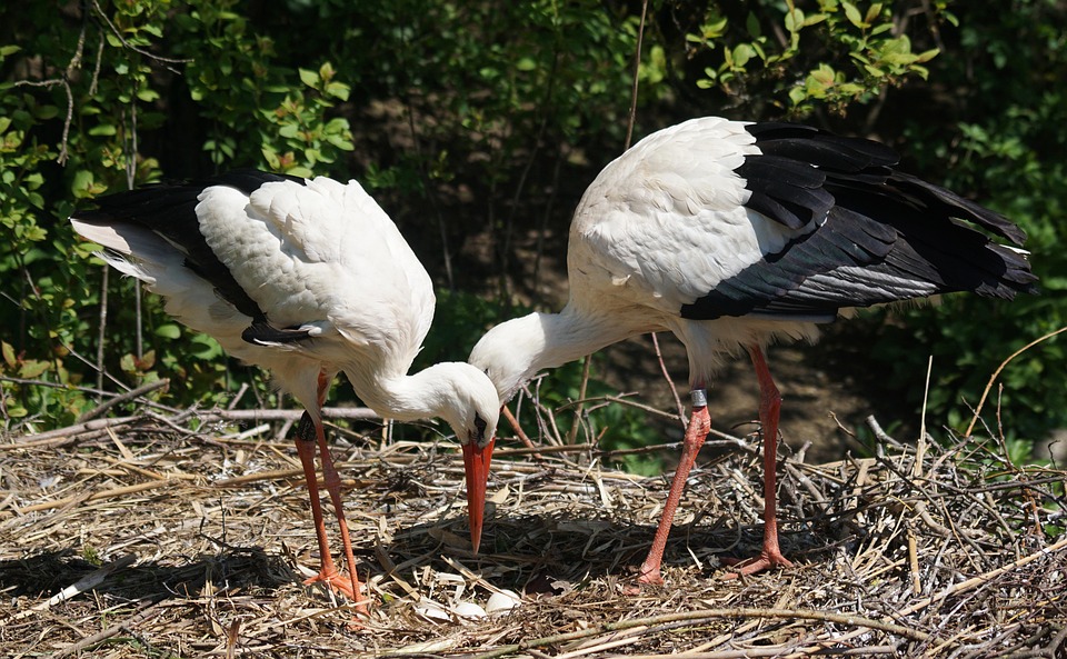 Cigogne Posé Blanche - Photo gratuite sur Pixabay