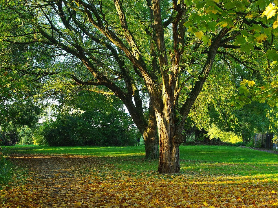 Lille Park Die Hintere - Kostenloses Foto auf Pixabay