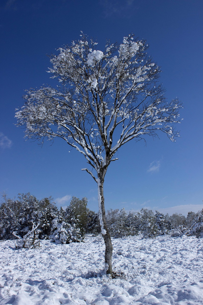2,000+ Free Birch Tree & Nature Photos - Pixabay