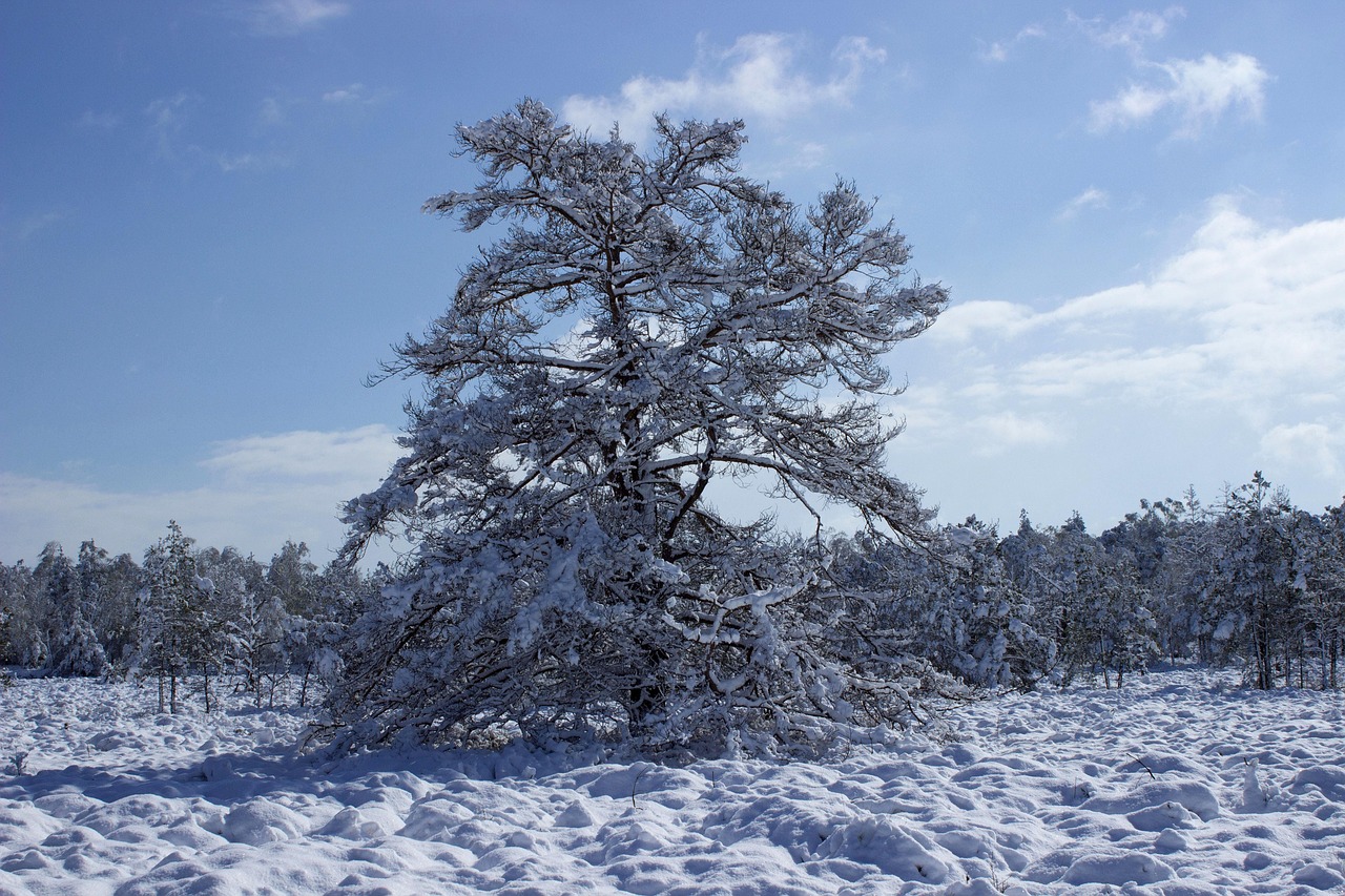 Moorland Moor Nature - Free photo on Pixabay - Pixabay