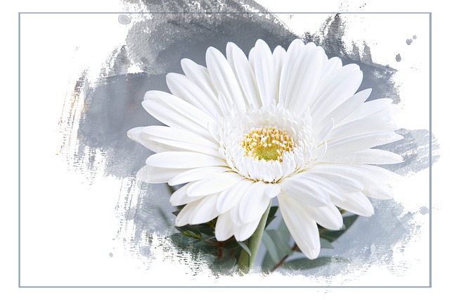 Gerbera Fleur Blanche - Image gratuite sur Pixabay