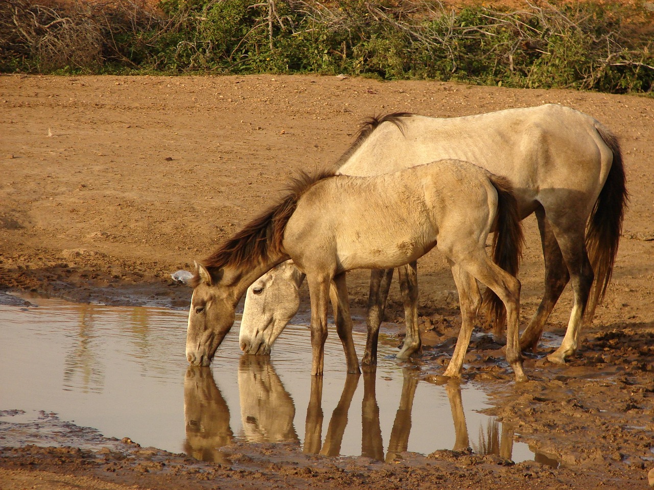 Natural Caballo Animales - Foto gratis en Pixabay - Pixabay