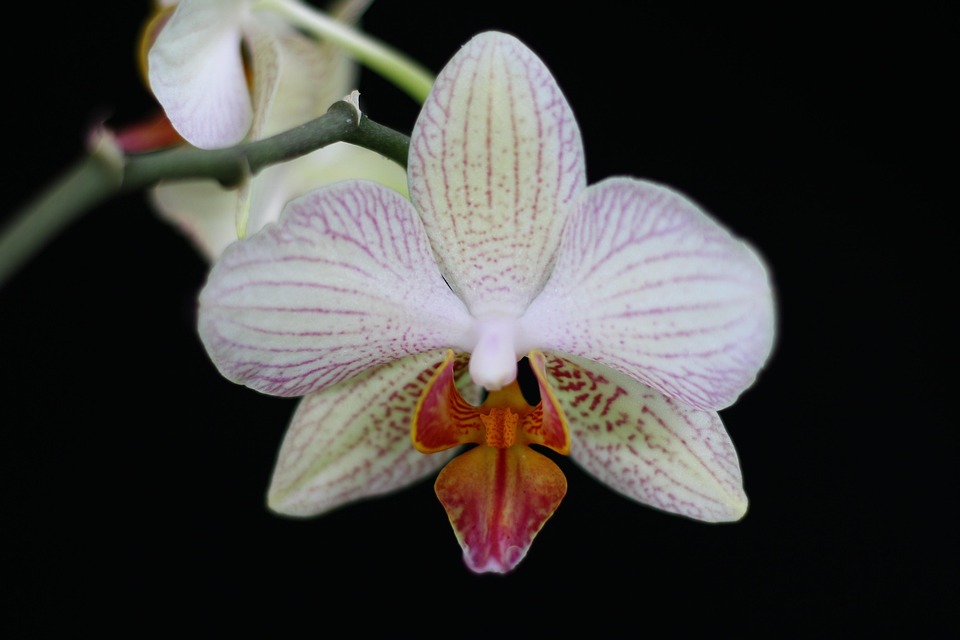 Orchid Flower Nature - Free photo on Pixabay