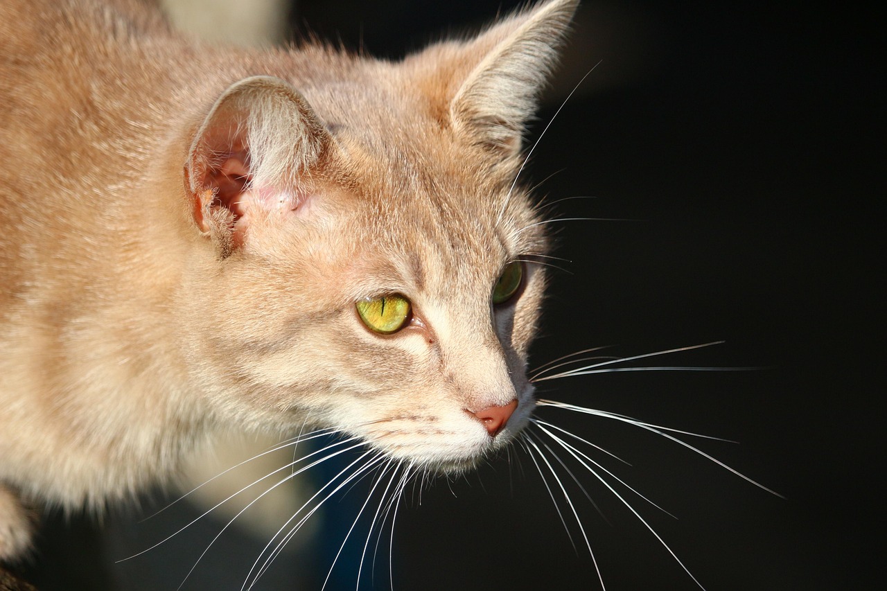 Cat Puss Tiger Breed - Free photo on Pixabay - Pixabay