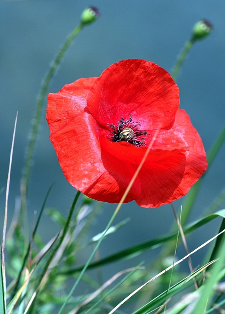 Poppy Flower Petals - Free photo on Pixabay